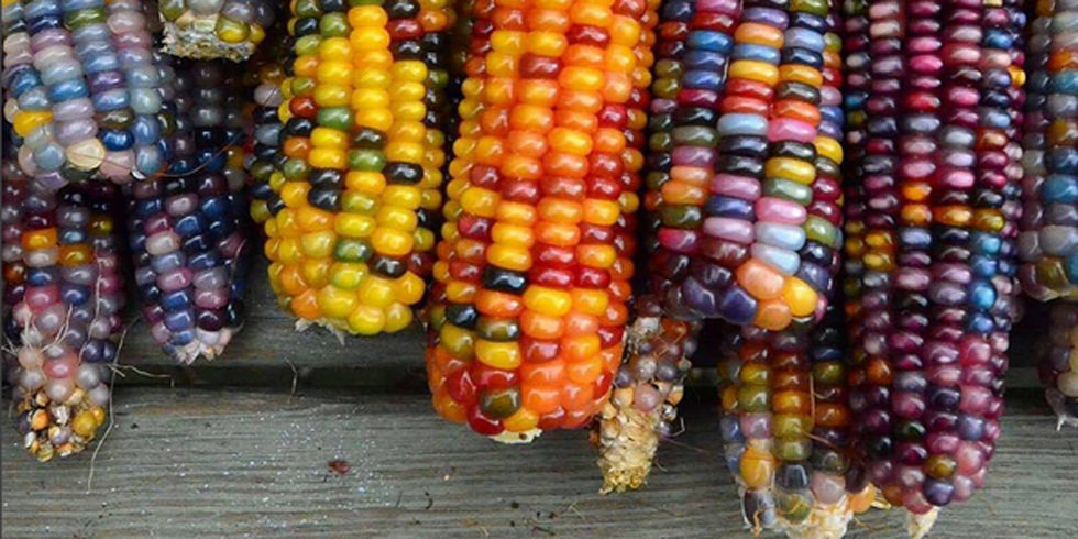 Rainbow Colored Corn Looks Like Glass Gems - Heritage Seeds Produce ...